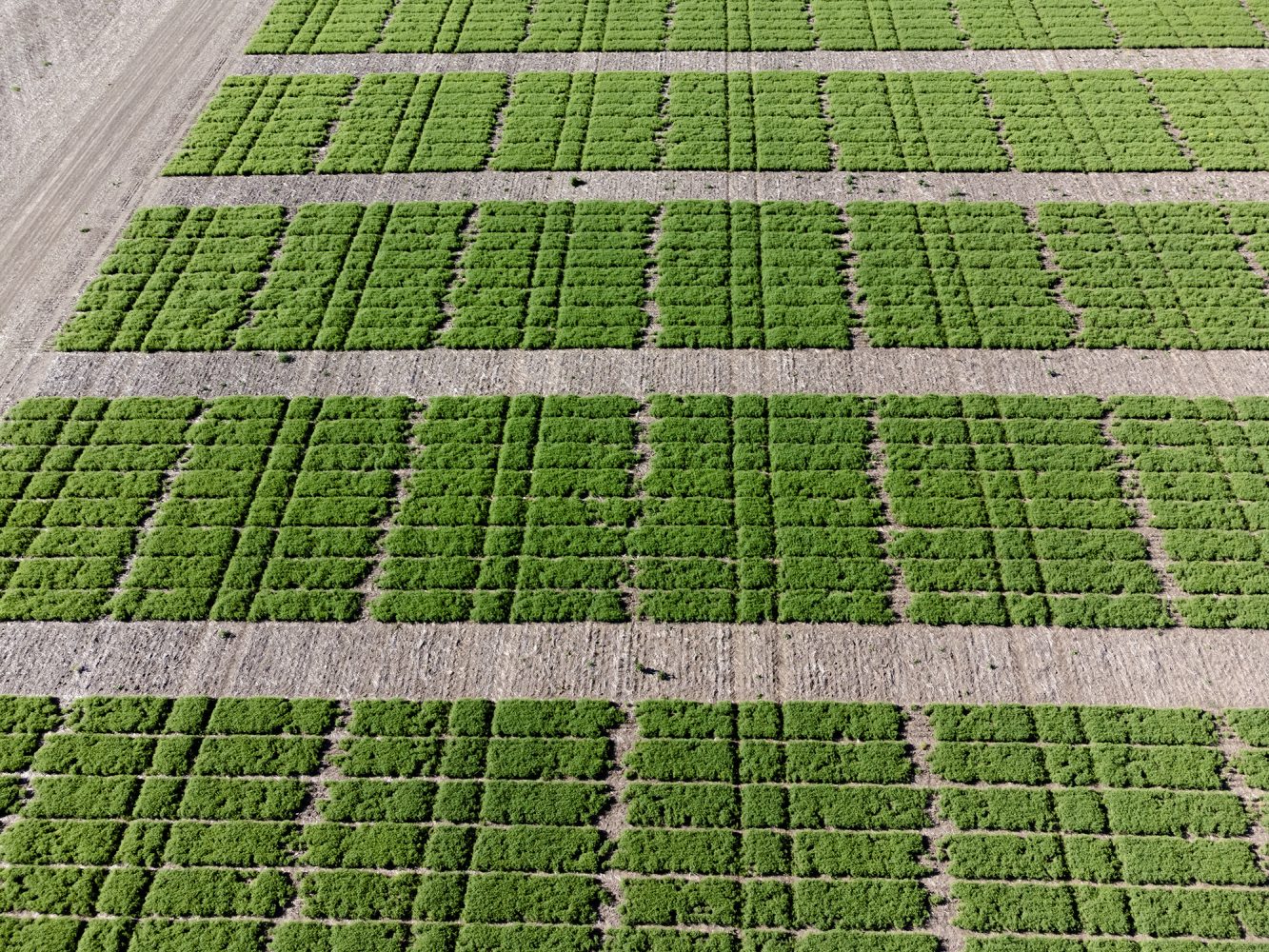 Immersive Farm Tour Experience Demonstrates the Journey of Lentils from ...