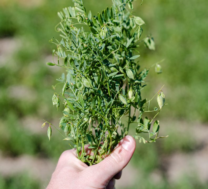 Immersive Farm Tour Experience Demonstrates the Journey of Lentils from ...