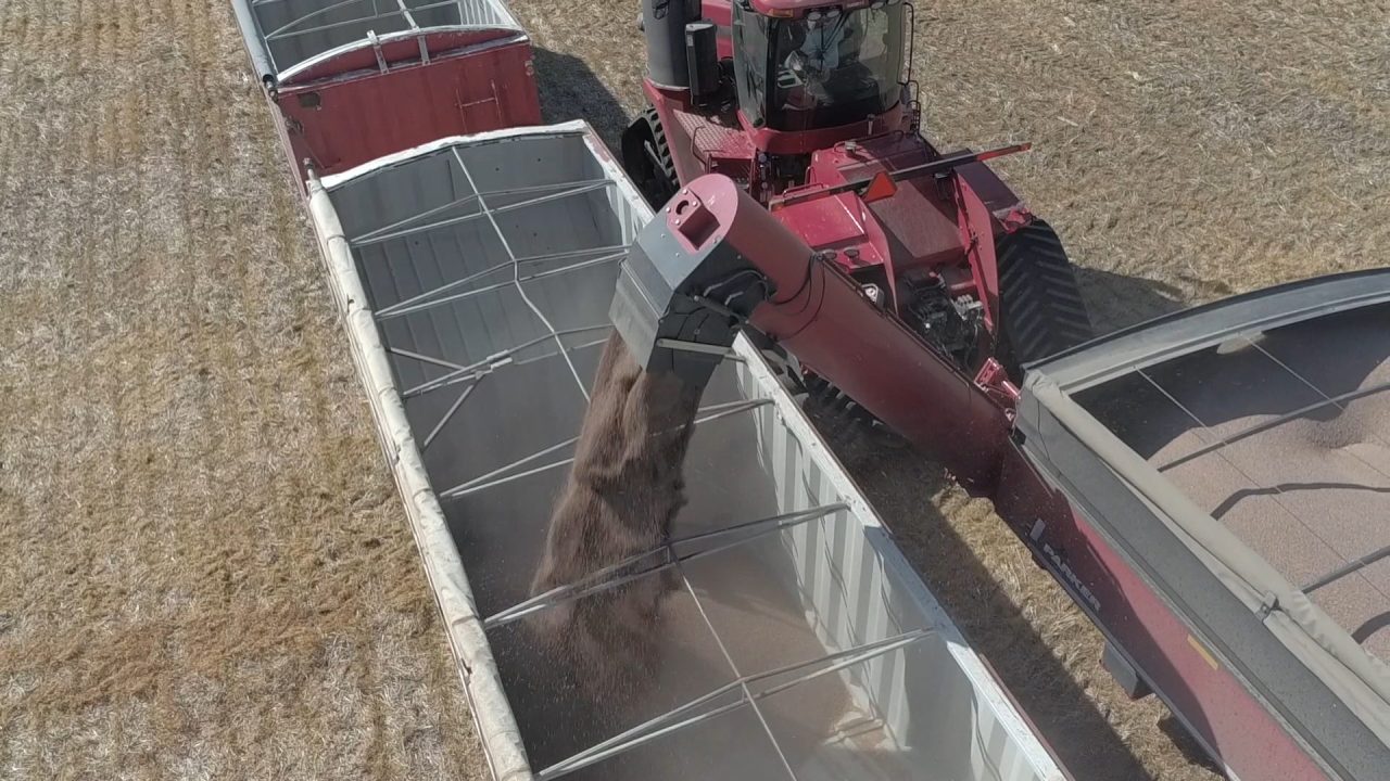 Lentil Production